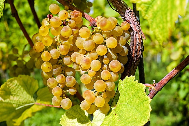 grapes-fruit-gold-table-grapes-preview - Evalex
