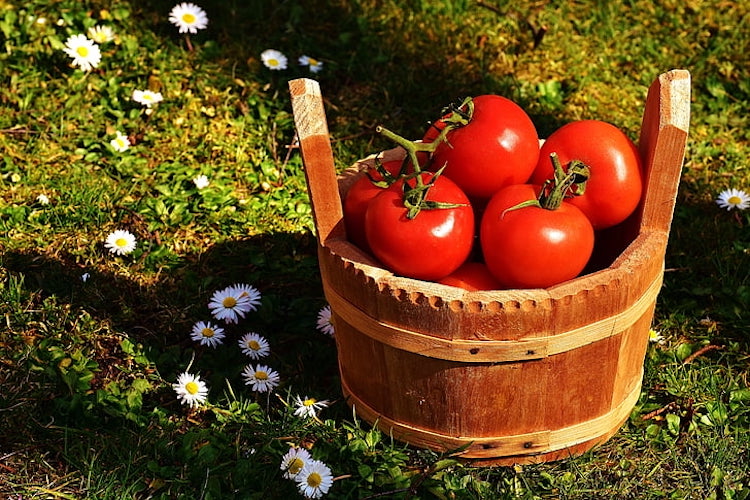 tomatoes-vegetables-bucket-wood-preview - Evalex